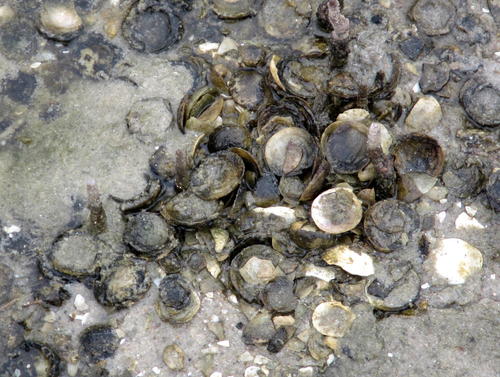 Dosinia hepatica · iNaturalist