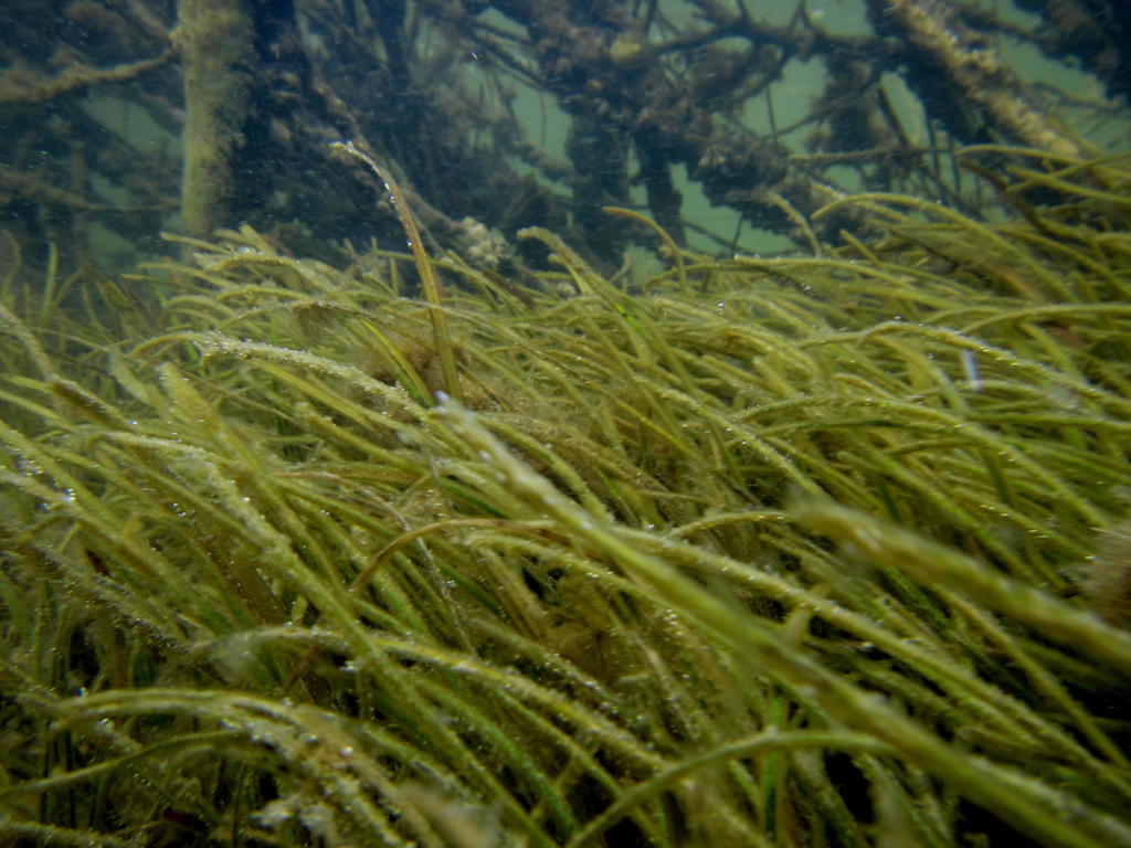 Zostera capensis (Mlalazi Estuarine Floodplain) · iNaturalist
