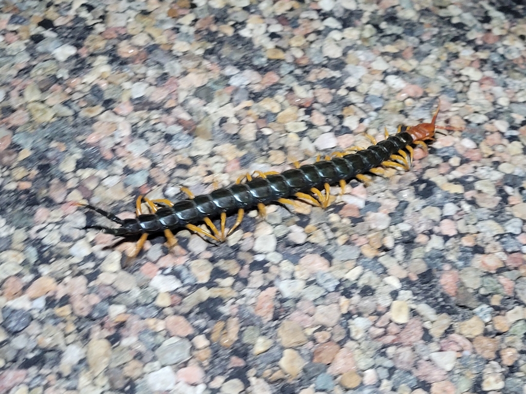 Giant Desert Centipede from Fort Lyon, CO 81054, USA on September 11 ...