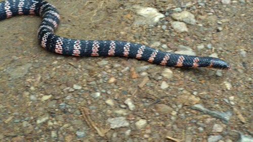 Fat Ground Snake (Atractus obesus) - Snakes and Lizards