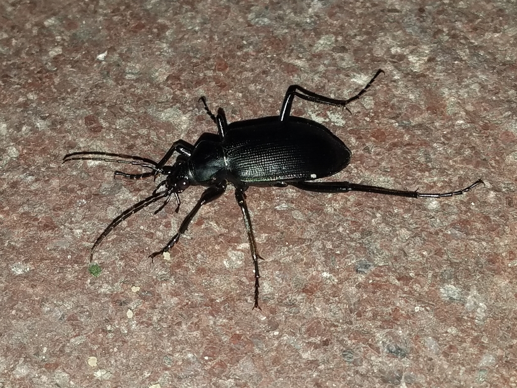 Calosoma angulatum from Santa María de los Ángeles, Jal., México on ...