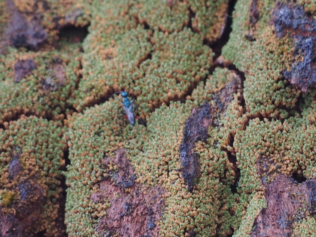 Ampulex dissector from Jordan Valley, Hong Kong on September 13, 2021 ...