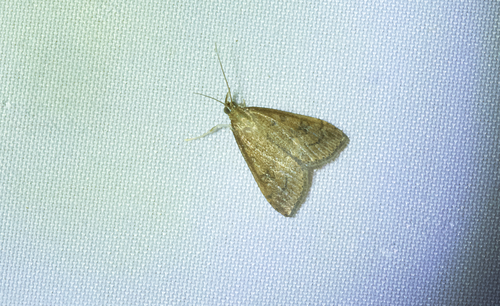 Lost River Cave - Buggin’ Out · iNaturalist Mexico