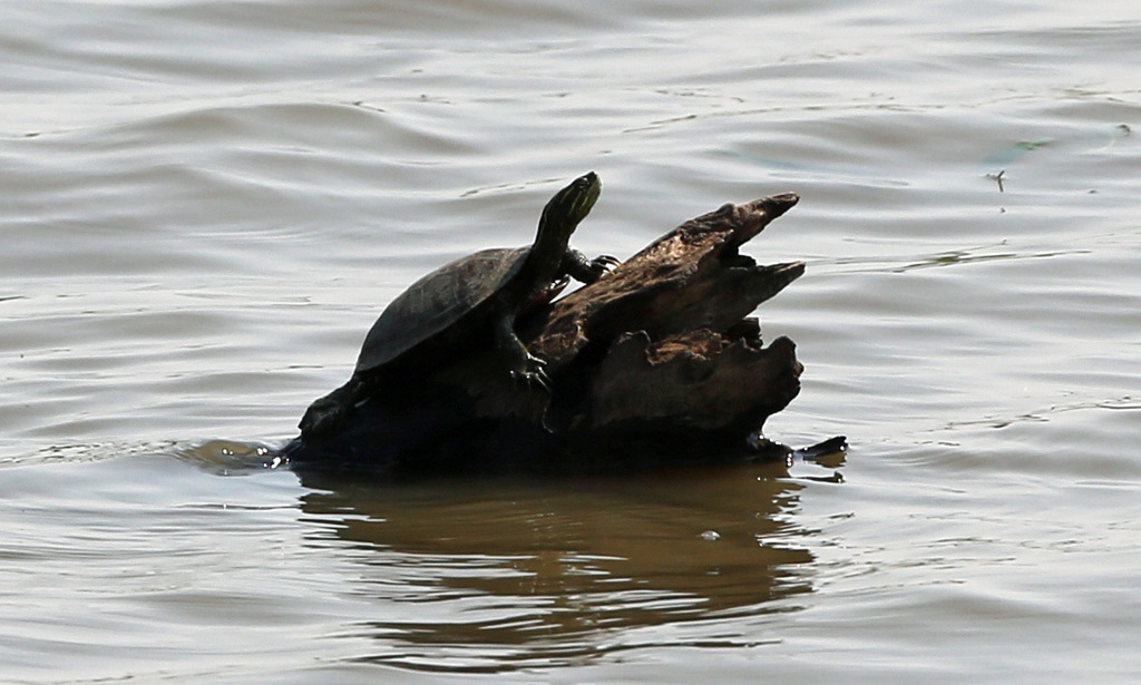 Western Painted Turtle from Gage County, NE, USA on September 11, 2021 ...