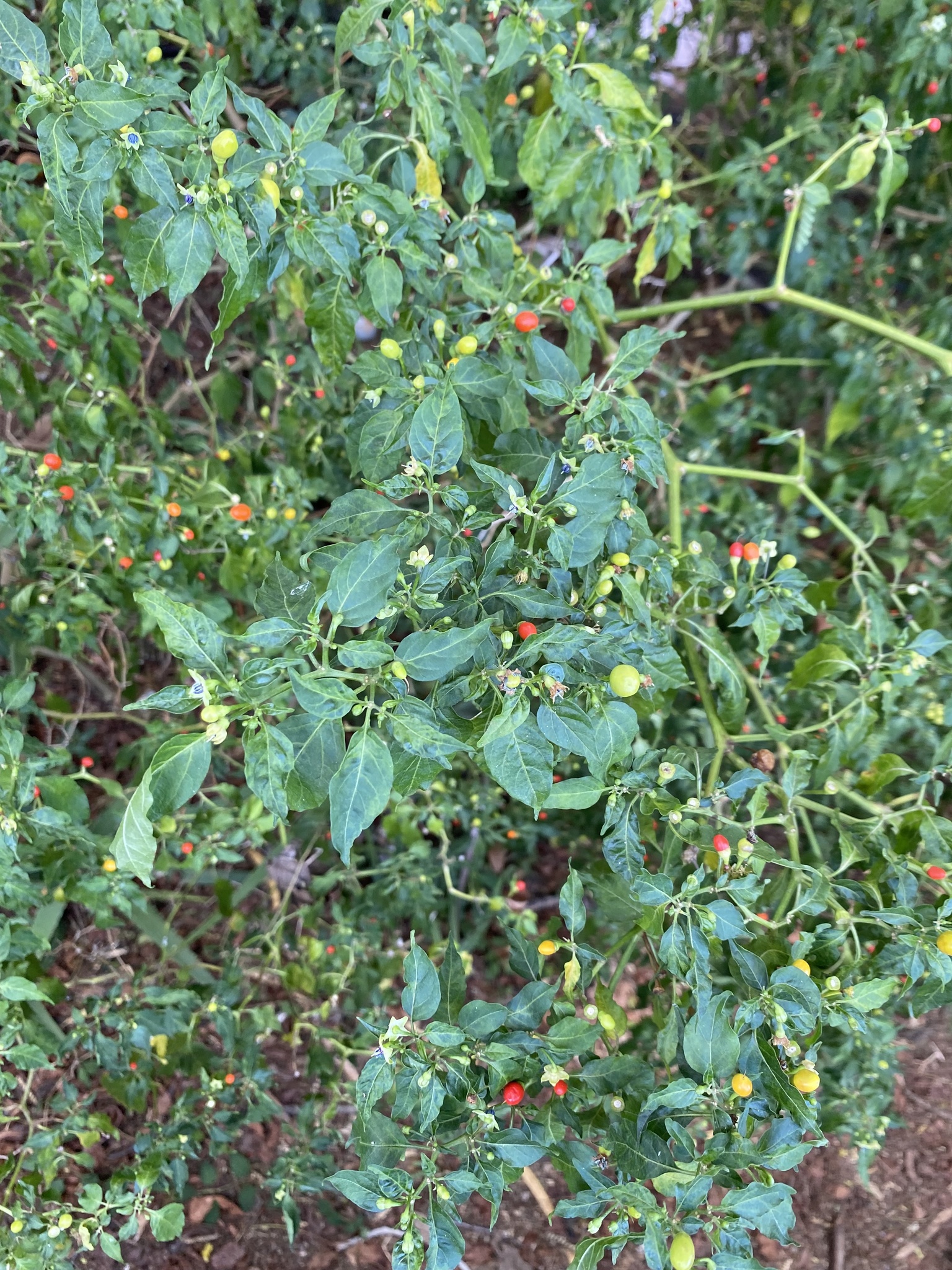Capsicum frutescens L.