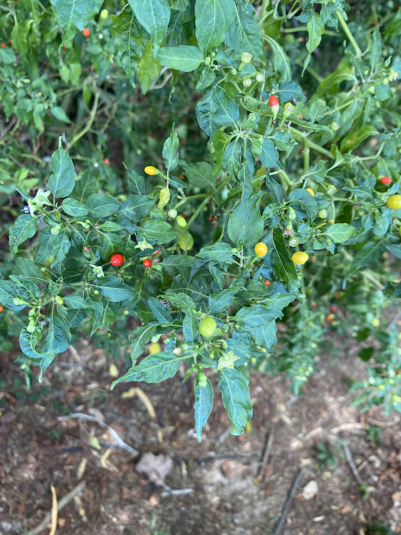 Capsicum frutescens L.
