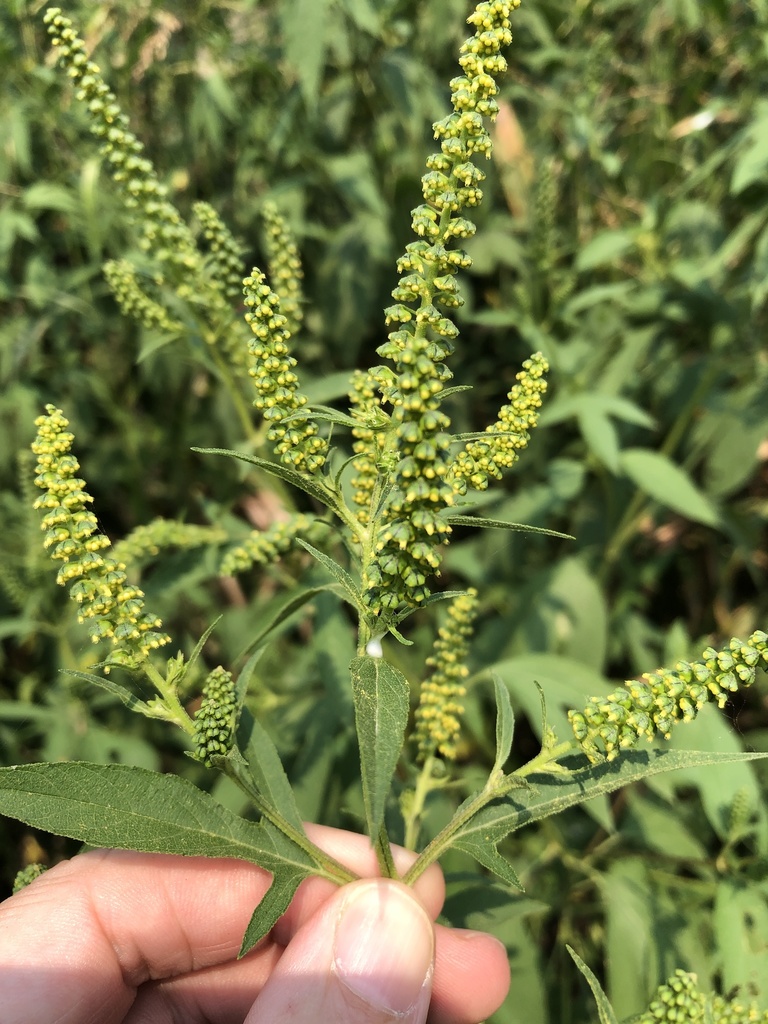 giant ragweed from W California St, Gainesville, TX, US on September 12 ...