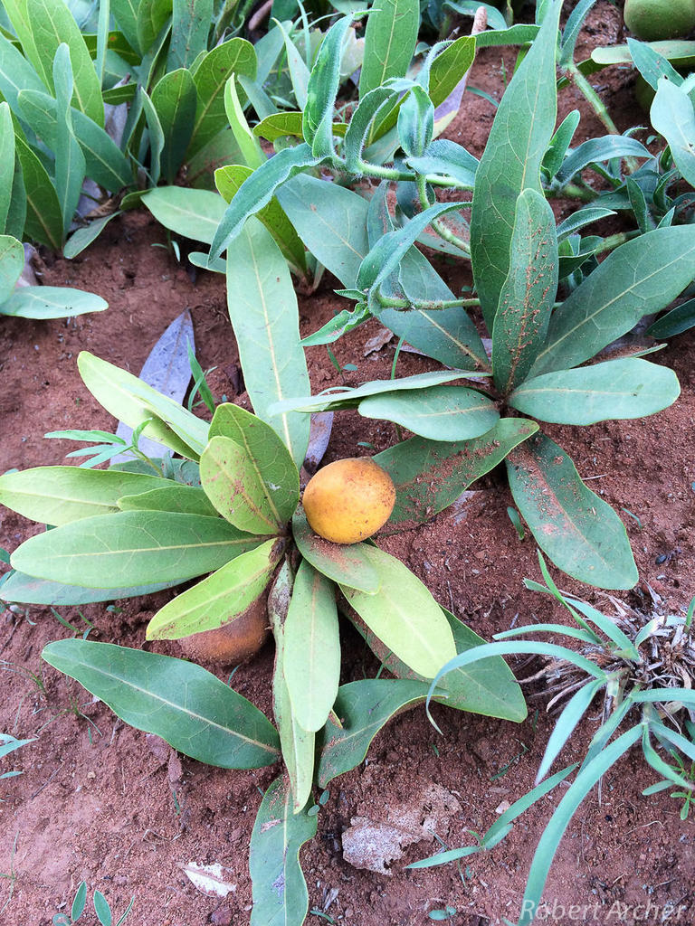 gifblaar (Dichapetalum cymosum) - Botanical Realm