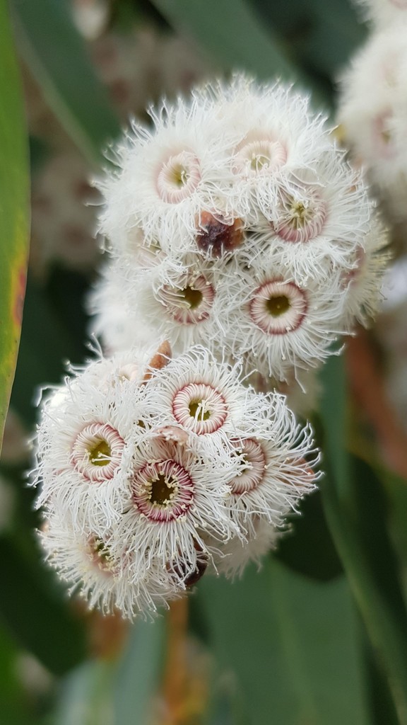 gum trees (Eucalypteae) - Botanical Realm