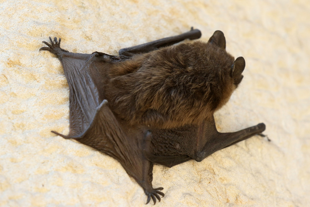Serotine Bat (Eptesicus serotinus) - Know Your Mammals