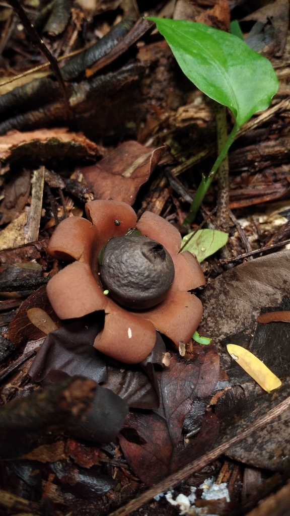 Geastrum javanicum from Océano Atlántico on September 10, 2021 at 12:08 ...