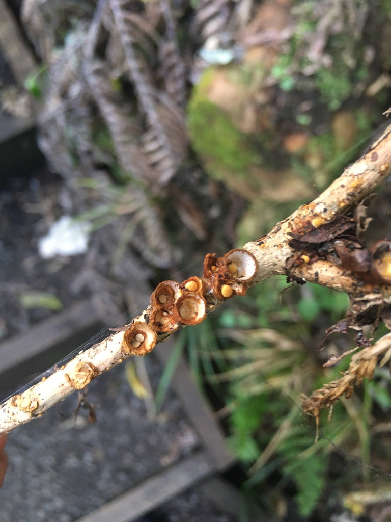 Crucibulum simile from Auckland, Laingholm, Auckland, NZ on September ...