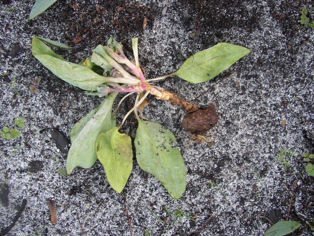 Bulbous Babooncabbage (Othonna bulbosa) - Botanical Realm