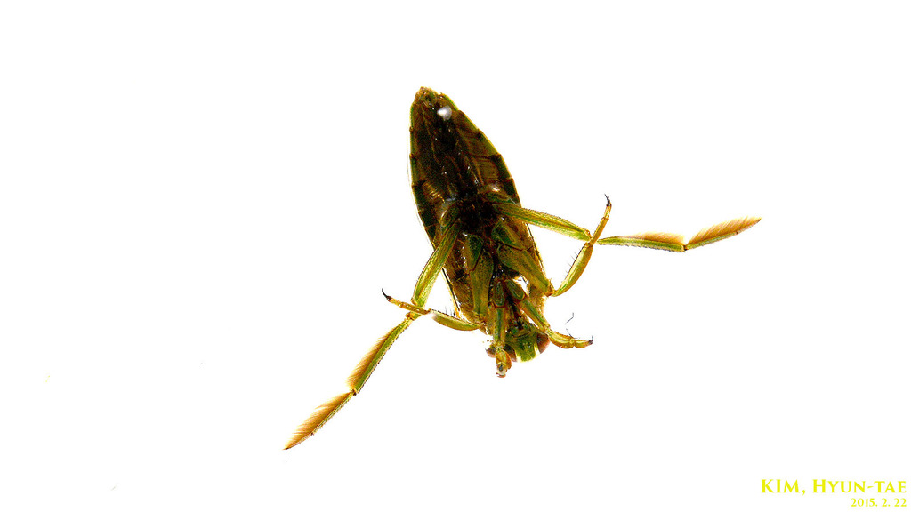 Notonecta triguttata from Seosan, KR-GN, KR on February 22, 2015 by Kim ...