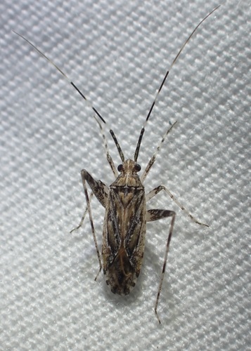 Phytocoris strigosus · iNaturalist United Kingdom