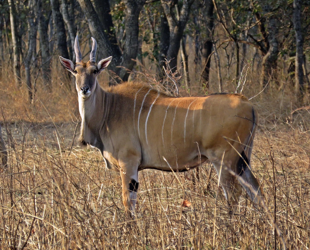 Striped Eland (Tragelaphus oryx livingstonii) - Know Your Mammals