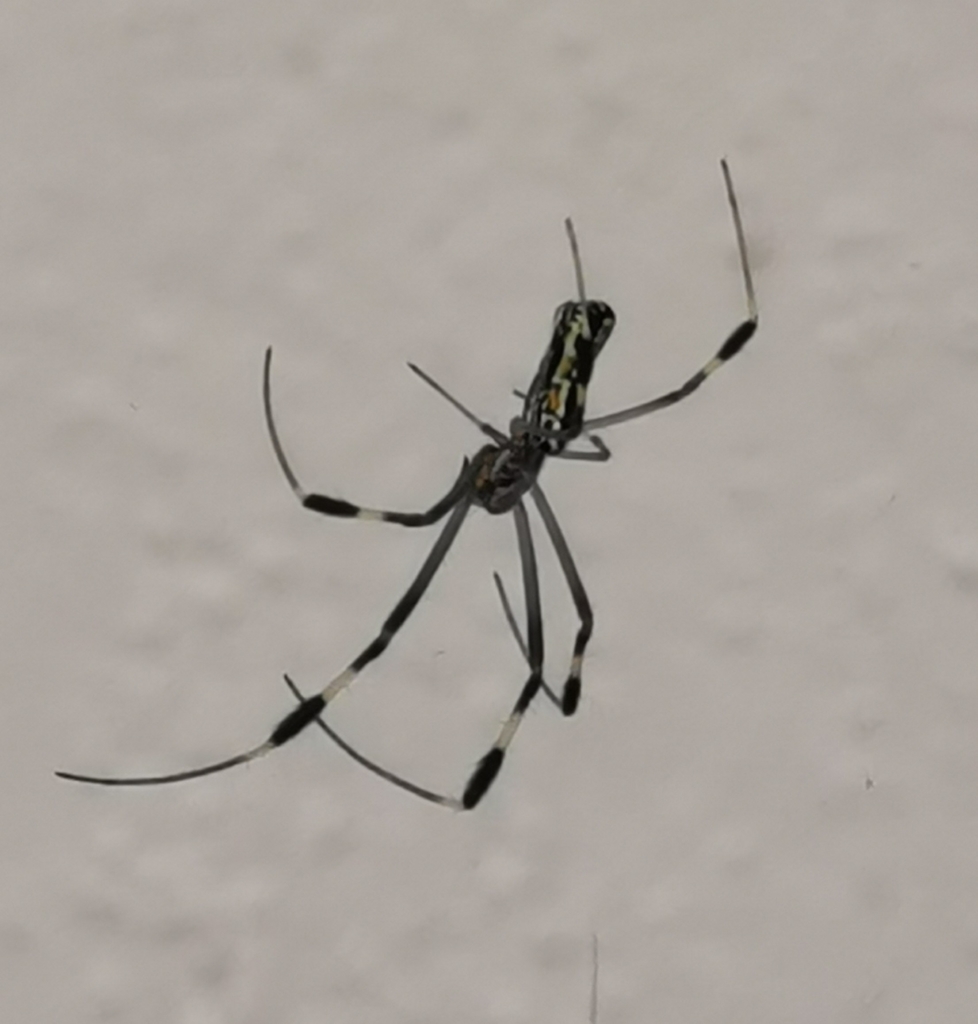 Golden Silk Spider from Tuxcueca, Jal., México on September 12, 2021 at ...