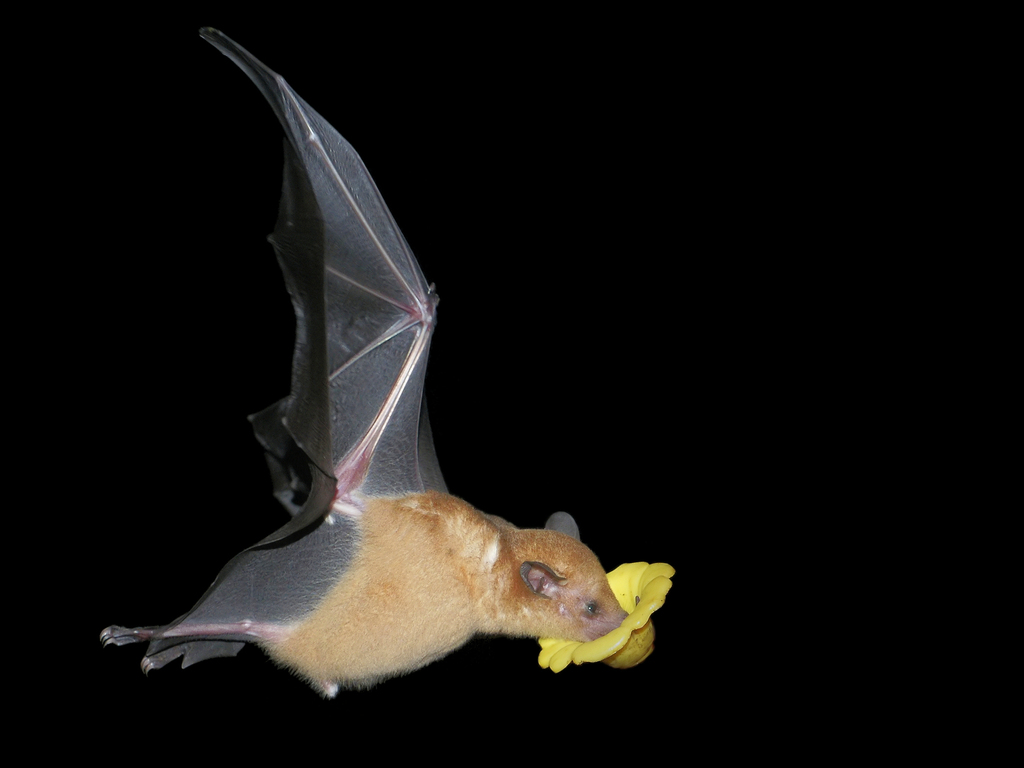 orange nectar bat (Lonchophylla robusta) - Know Your Mammals