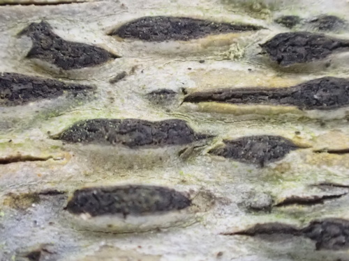 Eutypa linearis · iNaturalist Ecuador