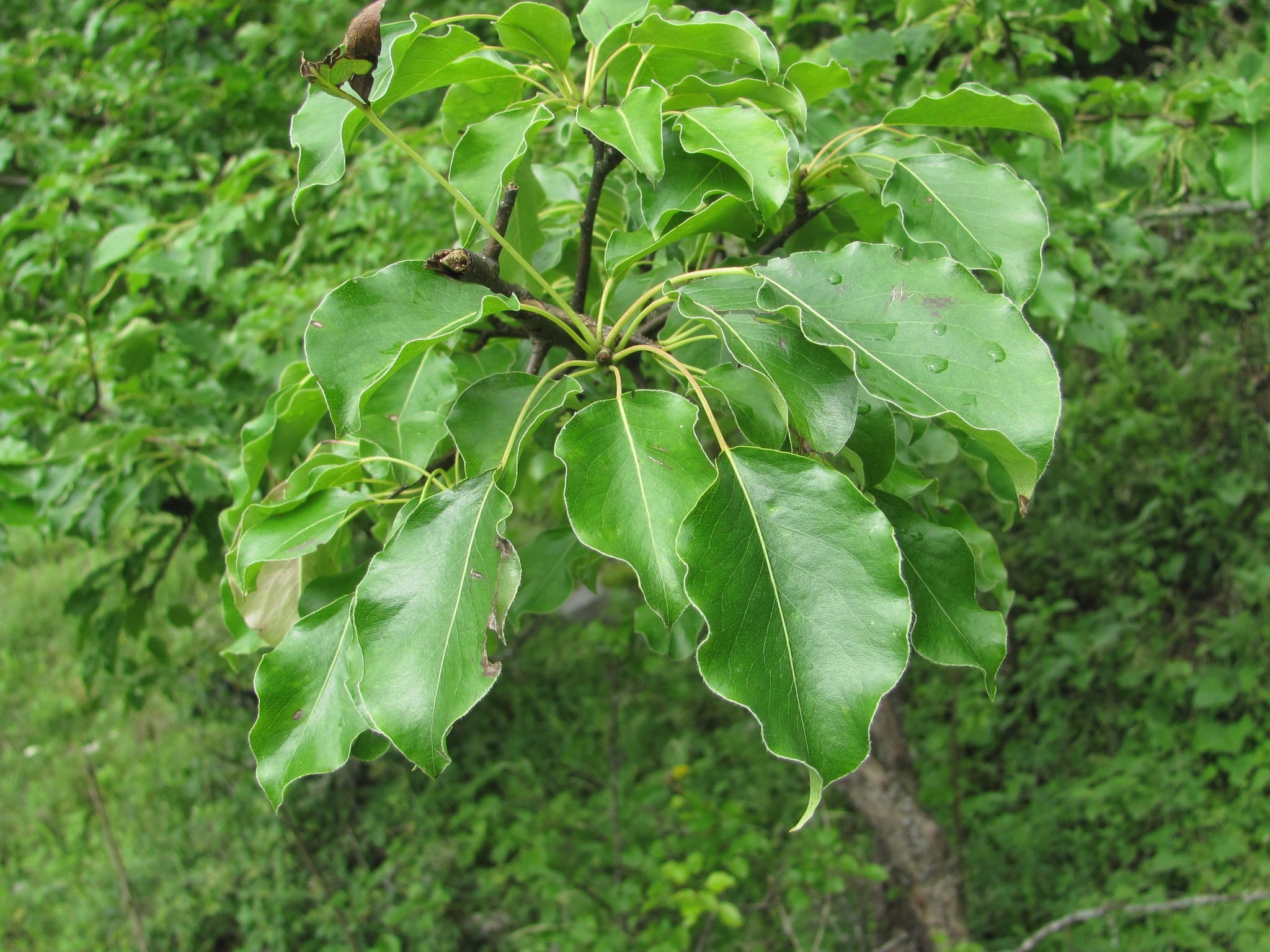 Pyrus communis subsp. caucasica (Fed.) Browicz