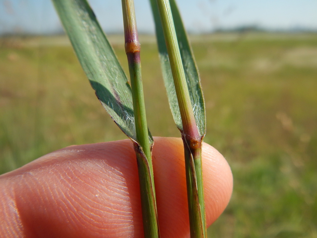 switchgrass (Nash Prairie Plants List) · iNaturalist