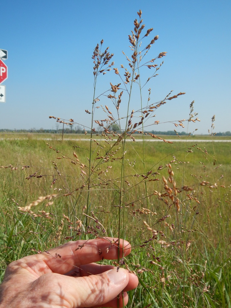 switchgrass (Nash Prairie Plants List) · iNaturalist