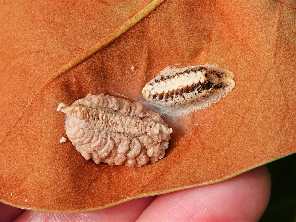 South African Mantis from Aongatete, New Zealand on September 13, 2021 ...