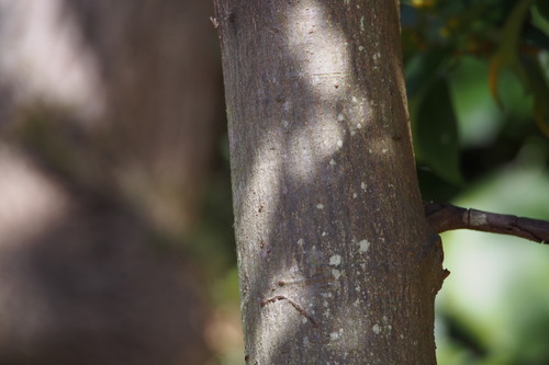 Japanese Star Anise (Illicium anisatum) · iNaturalist United Kingdom