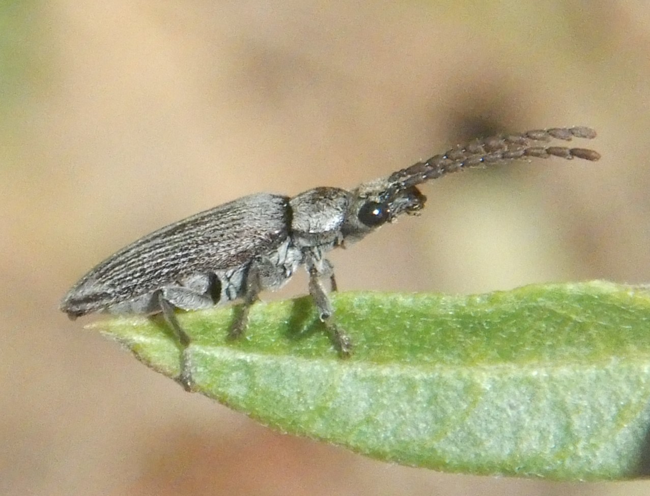 Dascillidae