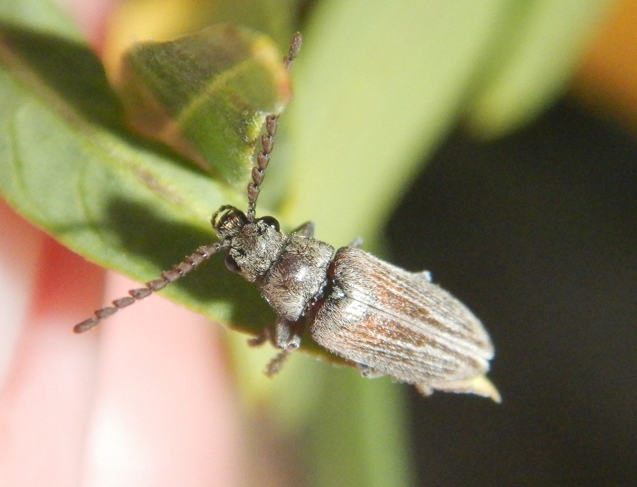 Dascillidae