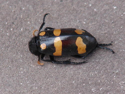 Hycleus plagiatus · iNaturalist