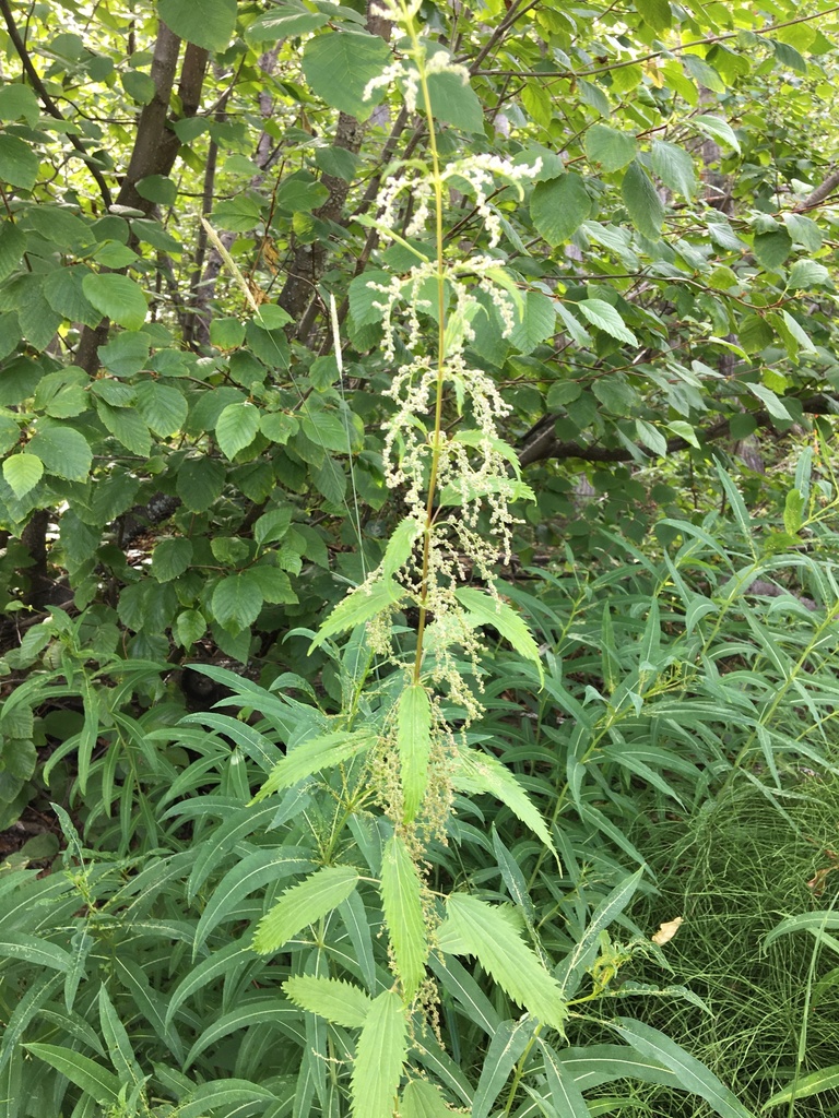 American stinging nettle from Dawson City, YT, Canada on July 16, 2021 ...