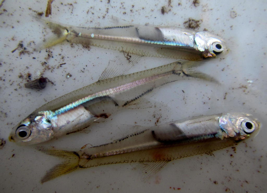 Natal Anchovy (Stolephorus holodon) - Marine Life Identification