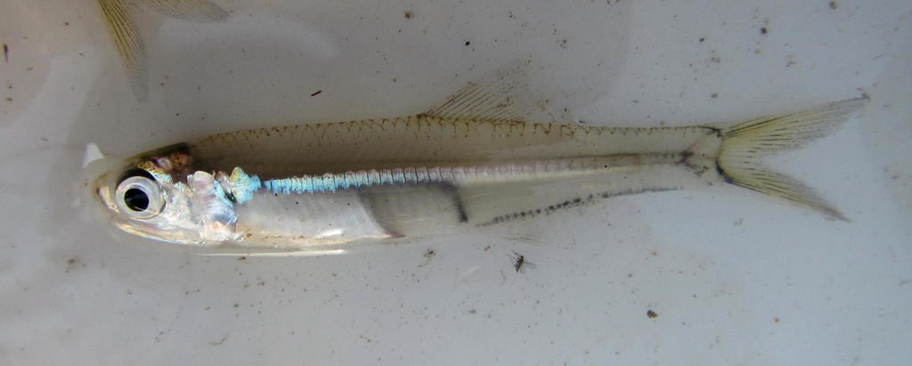 Natal Anchovy (Stolephorus holodon) - Marine Life Identification