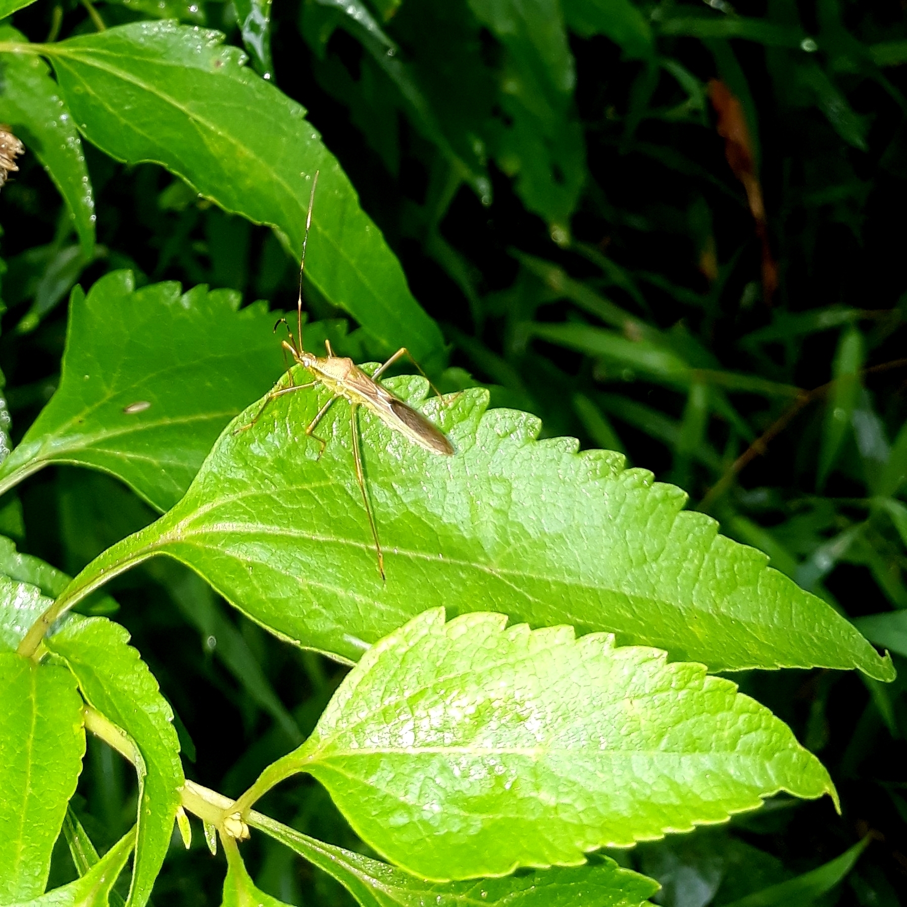 Leptocorisa oratoria (Fabricius, 1794)