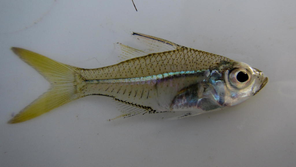 Mullets and glassfishes (Mugiliformes) - Marine Life Identification