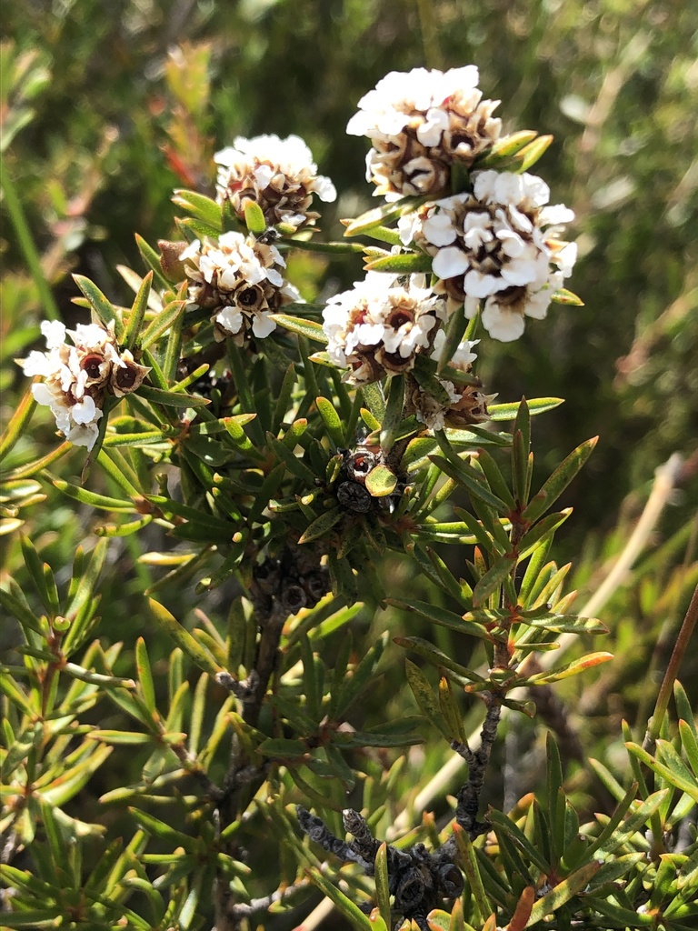 Taxandria fragrans (Walpole Wilderness Peat Flora ) · iNaturalist