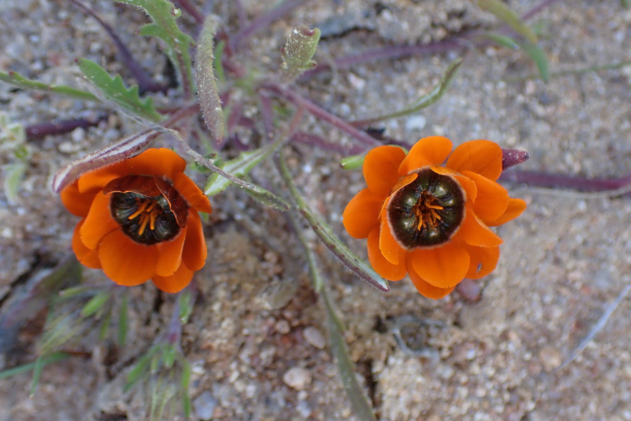 Gorteria diffusa subsp. calendulacea (DC.) Roessler