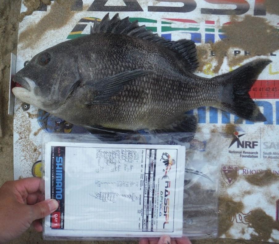 Black Musselcracker (Cymatoceps nasutus) - Marine Life Identification