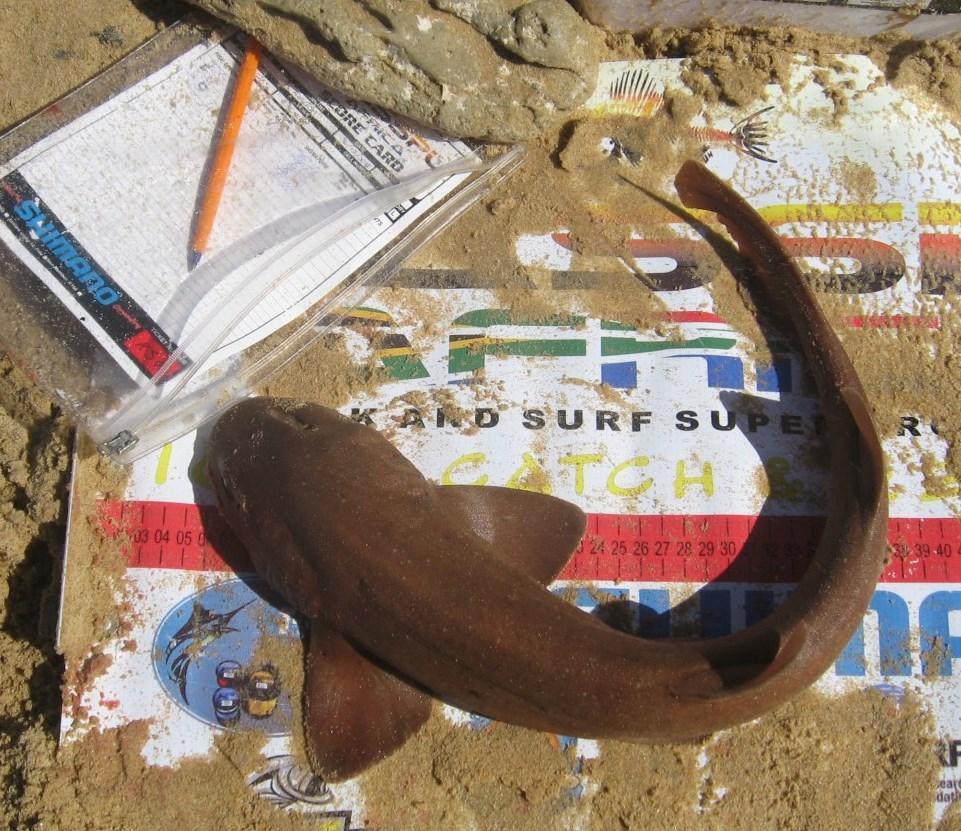 Brown Shyshark (Haploblepharus fuscus) - Marine Life Identification
