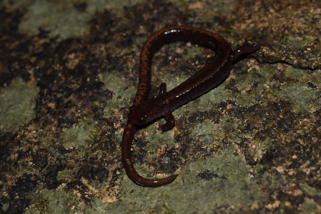 Gold-striped salamander from São Martinho, 2710 Sintra, Portugal on ...