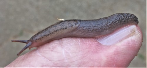 Southern Tailed Slug (Atoxonoides meridionalis) · iNaturalist