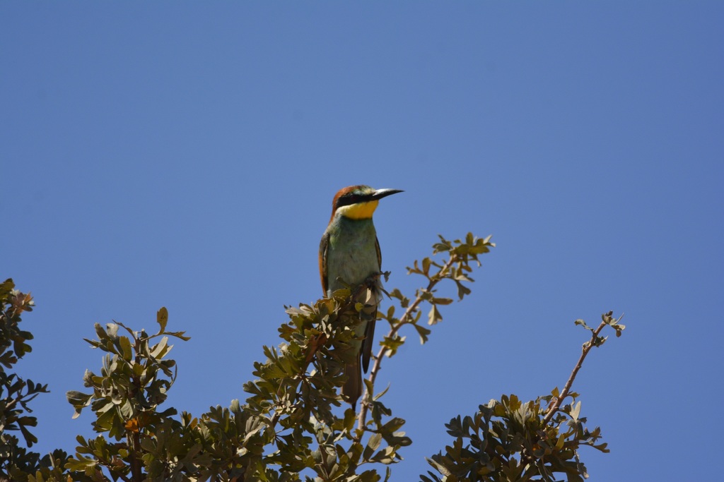 European Bee-eater from Bou Hamdane, DZ-GL, DZ on September 12, 2021 at ...