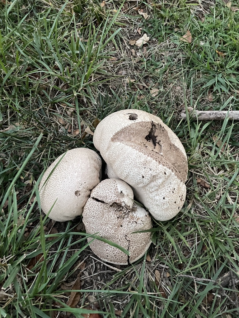 Brain puffball from Sullivan University, Louisville, KY, US on ...