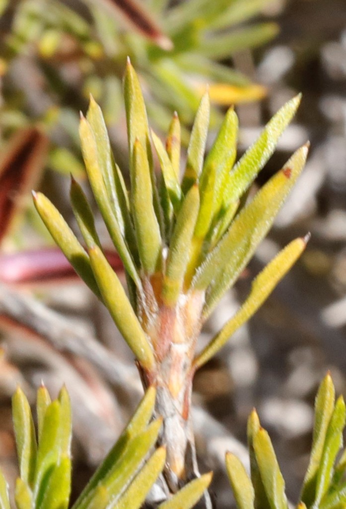 (Calectasia valida) - Botanical Realm