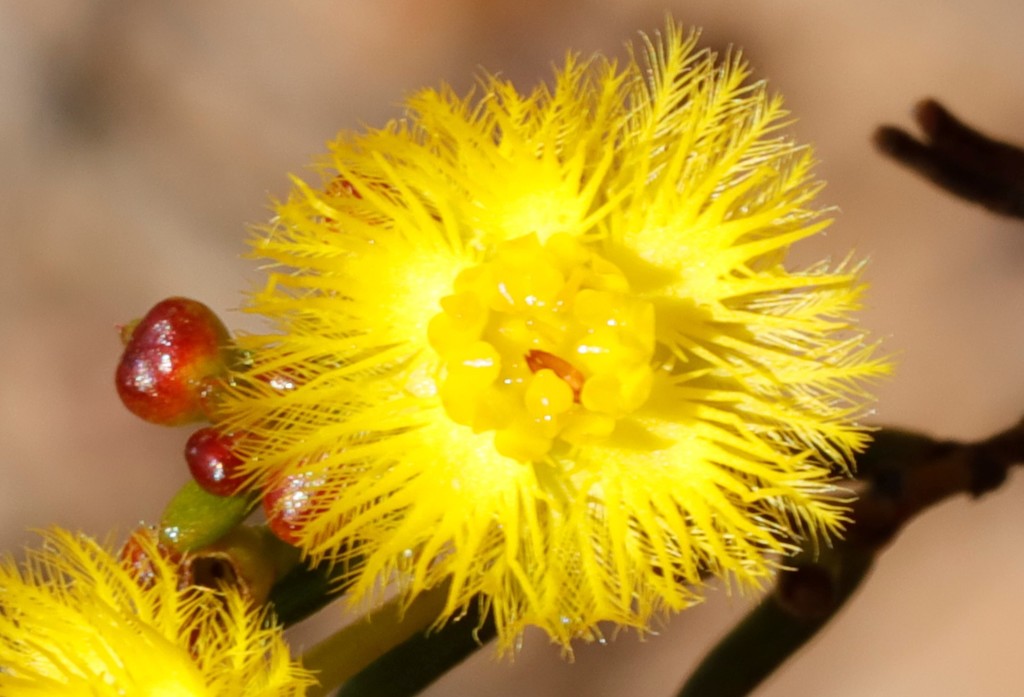 Featherflower from Mallee Hill WA 6353, Australia on September 8, 2021 ...