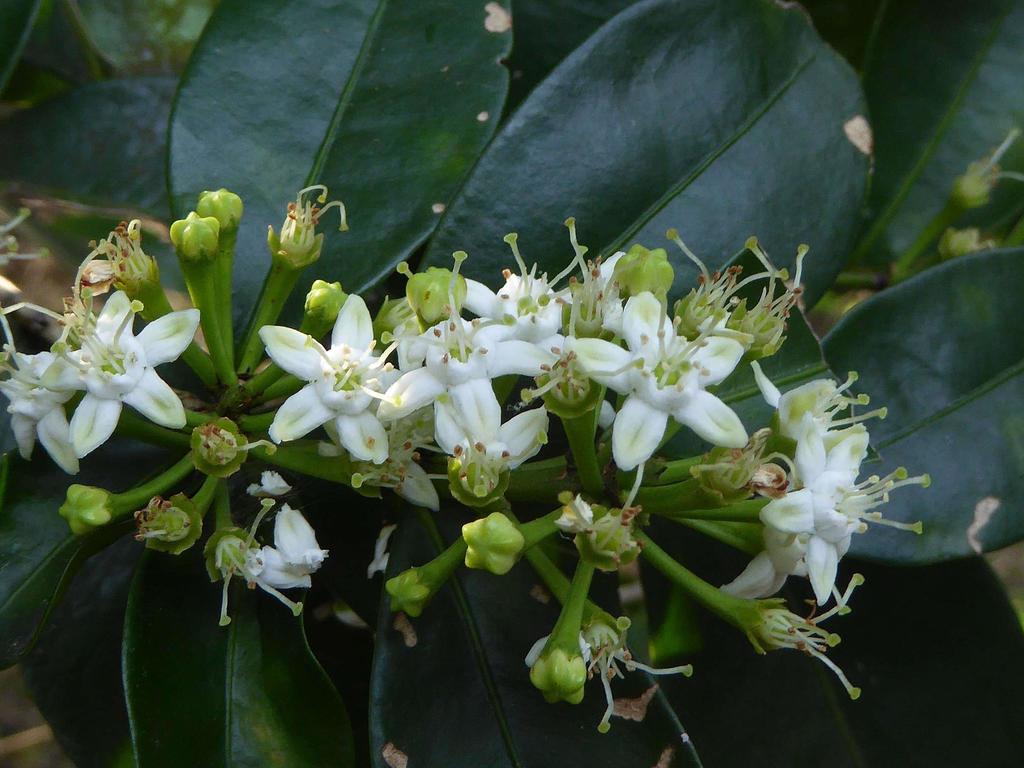 coca family (Erythroxylaceae) - Botanical Realm