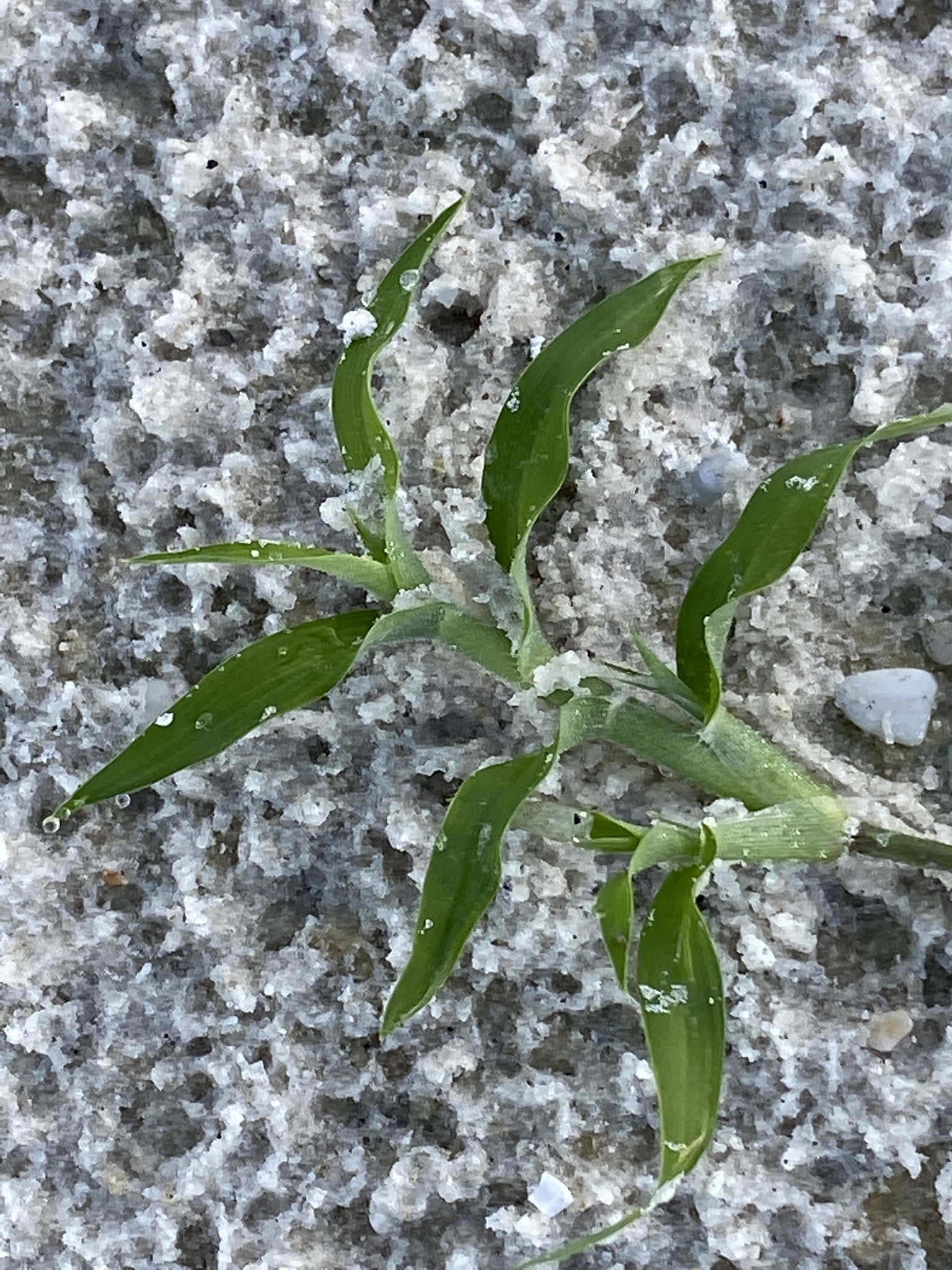 Digitaria longiflora (Retz.) Pers.