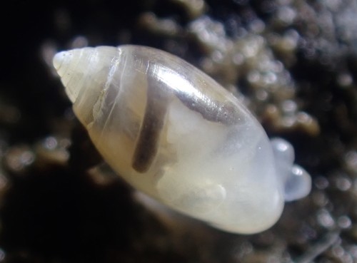 Microtralia insularis · NaturaLista Colombia