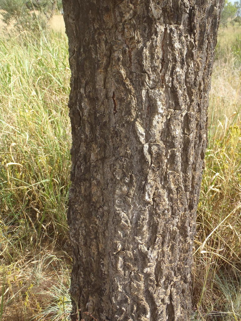 wild syringa (Burkea africana) - Botanical Realm
